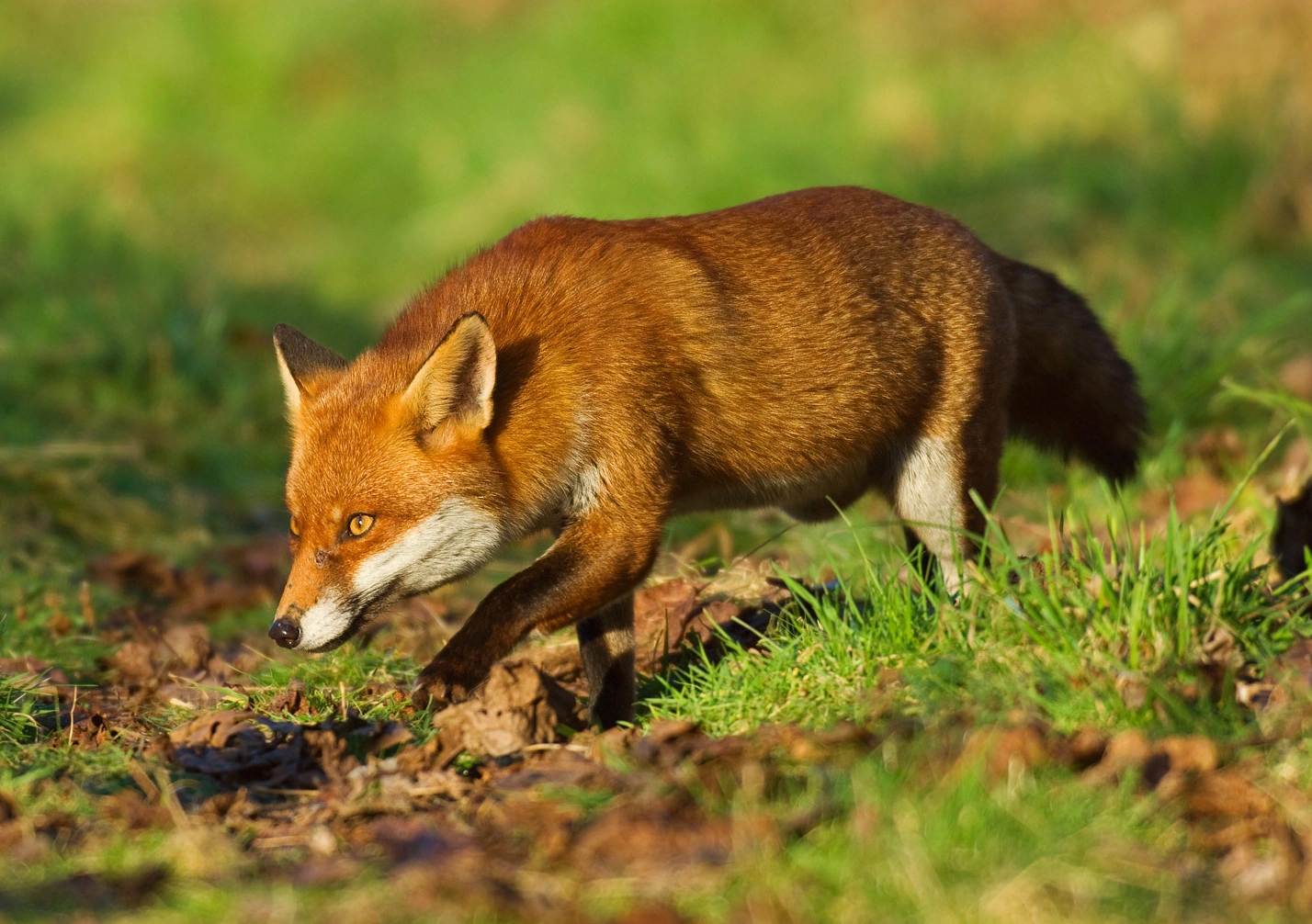 Imagen - Zorro.png | Wiki Reino Animalia | FANDOM powered by Wikia