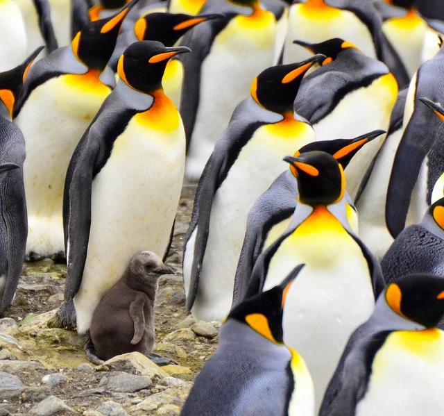 Pingüino Rey | Wiki Reino Animalia | Fandom