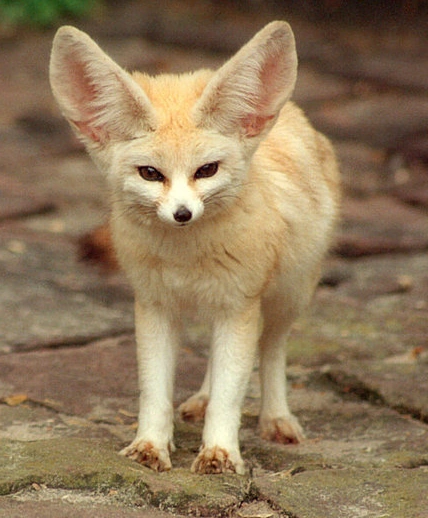 Fénec | Wiki Reino Animalia | Fandom