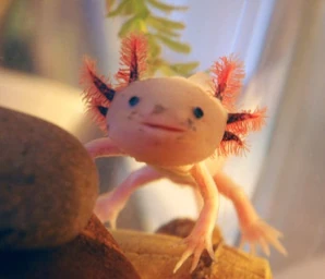 Ajolote Mexicano | Wiki Reino Animalia | Fandom