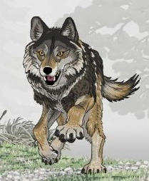 Canis | Wiki Reino Animalia | FANDOM powered by Wikia