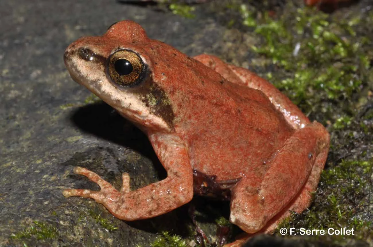 Rana Pirenaica | Wiki Reino Animalia | Fandom