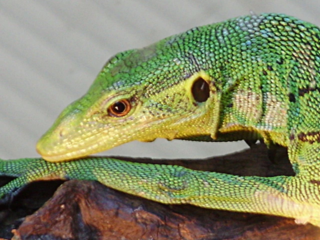 Varano Esmeralda | Wiki Reino Animalia | Fandom