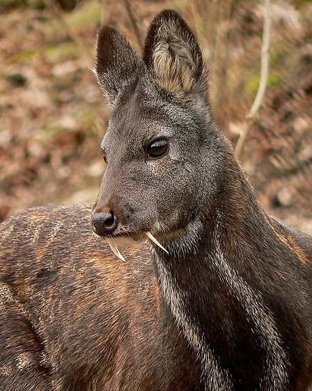 Ciervo Almizclero Siberiano | Wiki Reino Animalia | FANDOM powered by Wikia