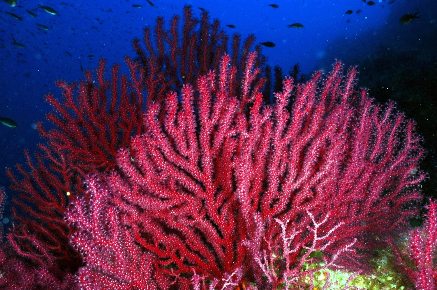 Gorgonia Roja | Wiki Reino Animalia | Fandom