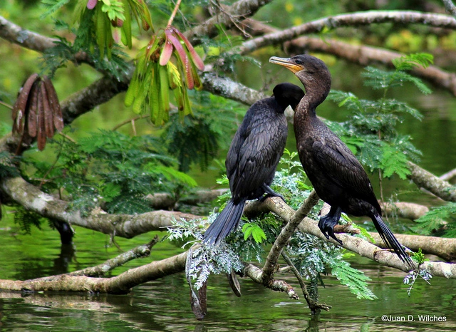 Neotrópico | Wiki Reino Animalia | Fandom