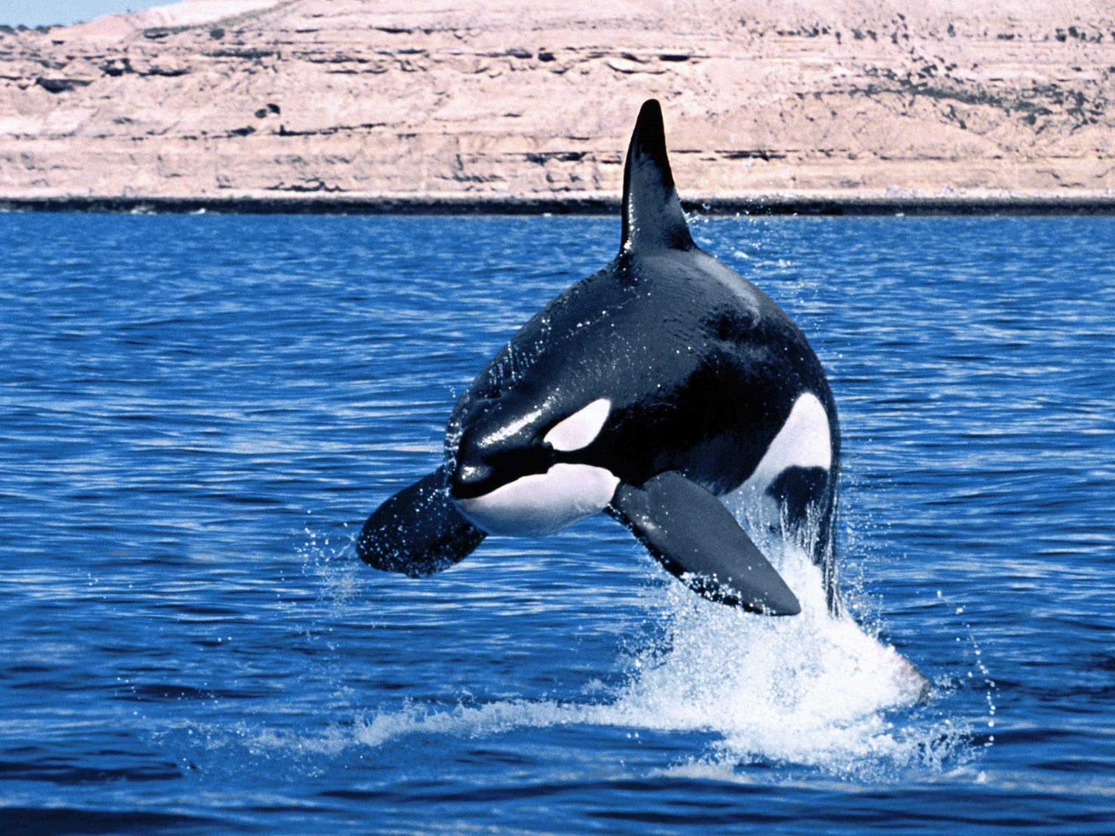 Imagen - Orca 1.jpg | Wiki Reino Animalia | FANDOM powered by Wikia