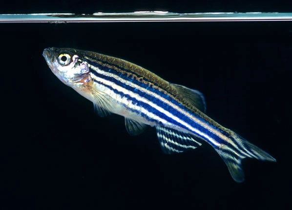 Pez Cebra | Wiki Reino Animalia | Fandom