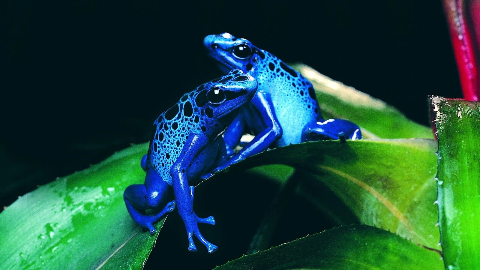 Rana Flecha Azul | Wiki Reino Animalia | FANDOM powered by Wikia