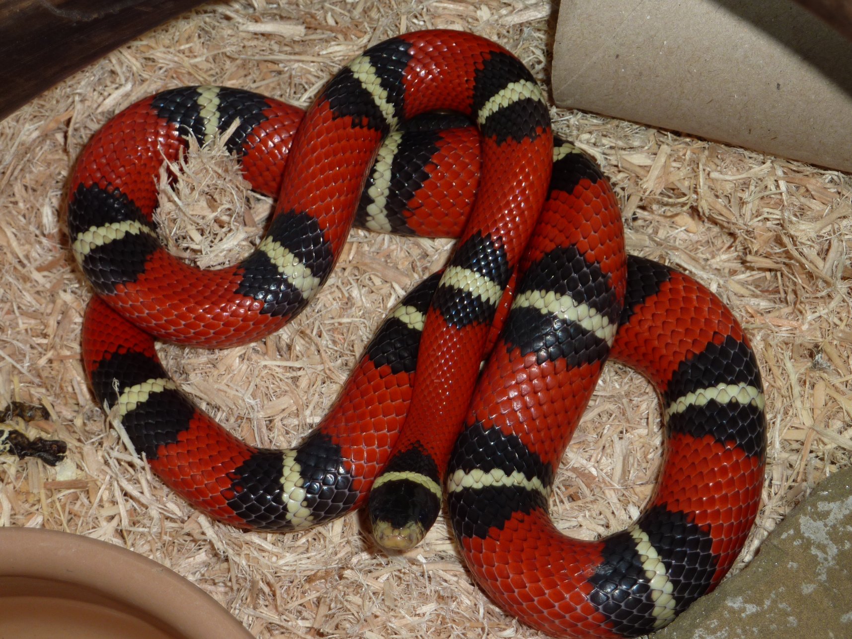 Image - Milk Snake.jpg | Reptile Care Wikia | FANDOM powered by Wikia