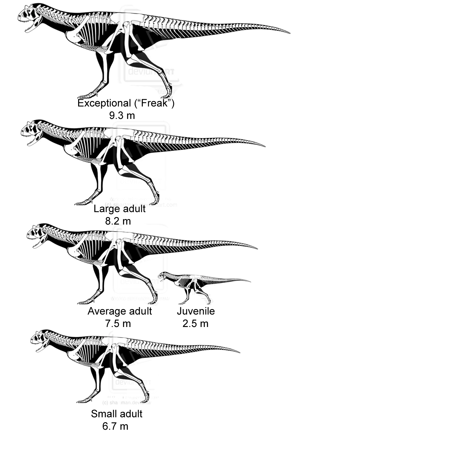 Image - Carnotaurus hypothetical size range.png | Reptipedia | FANDOM ...
