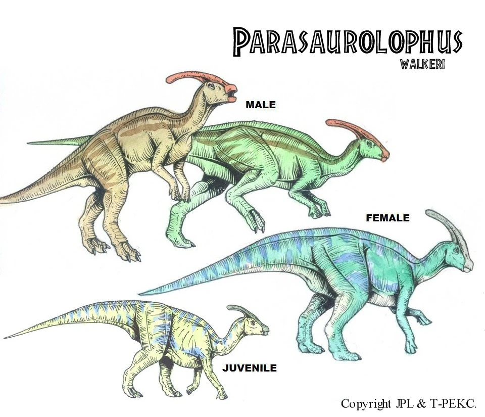 Parasaurolophus walkeri | Return to New Lands Wikia | FANDOM powered by ...