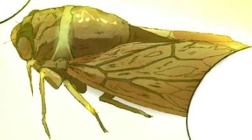 Spring Autumn Cicada | Reverend Insanity Wiki | Fandom
