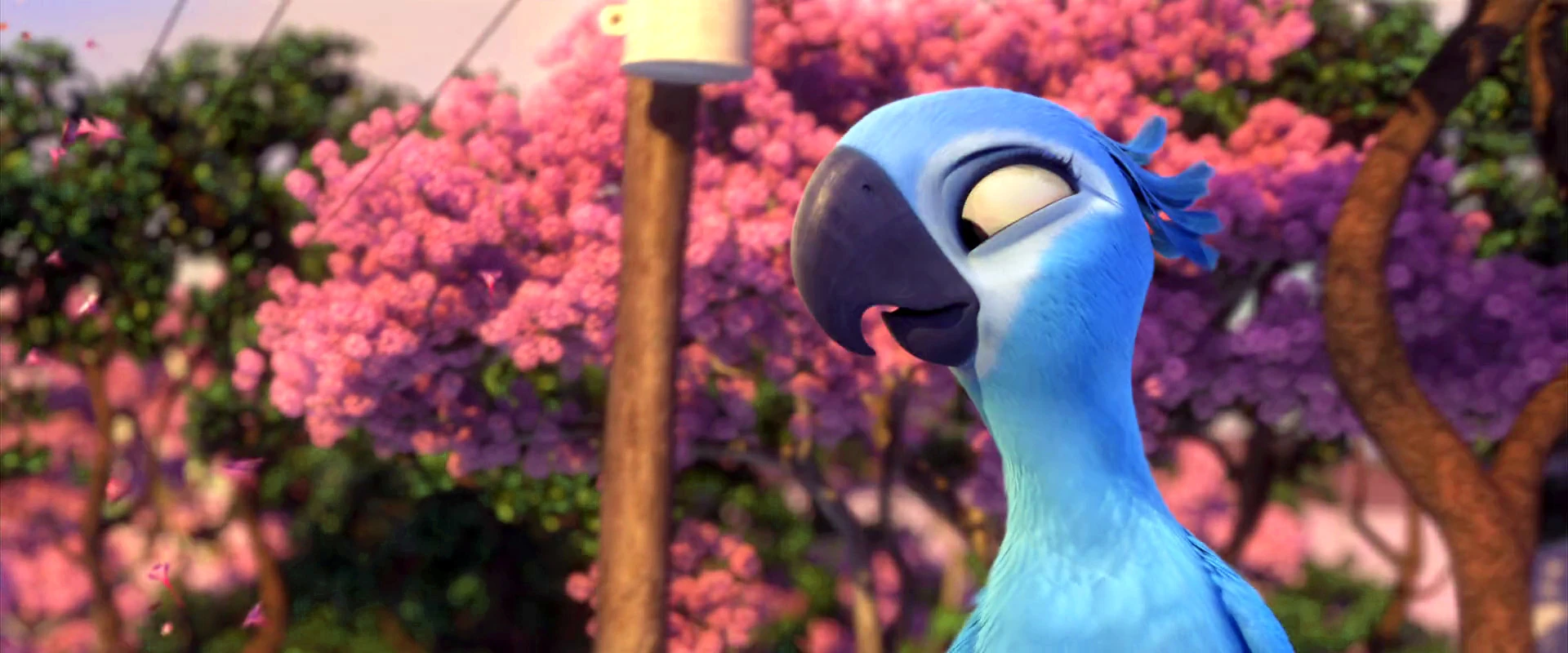 Image - 8307 357899640983218 1760505504 n.jpg | Rio Wiki | FANDOM ...