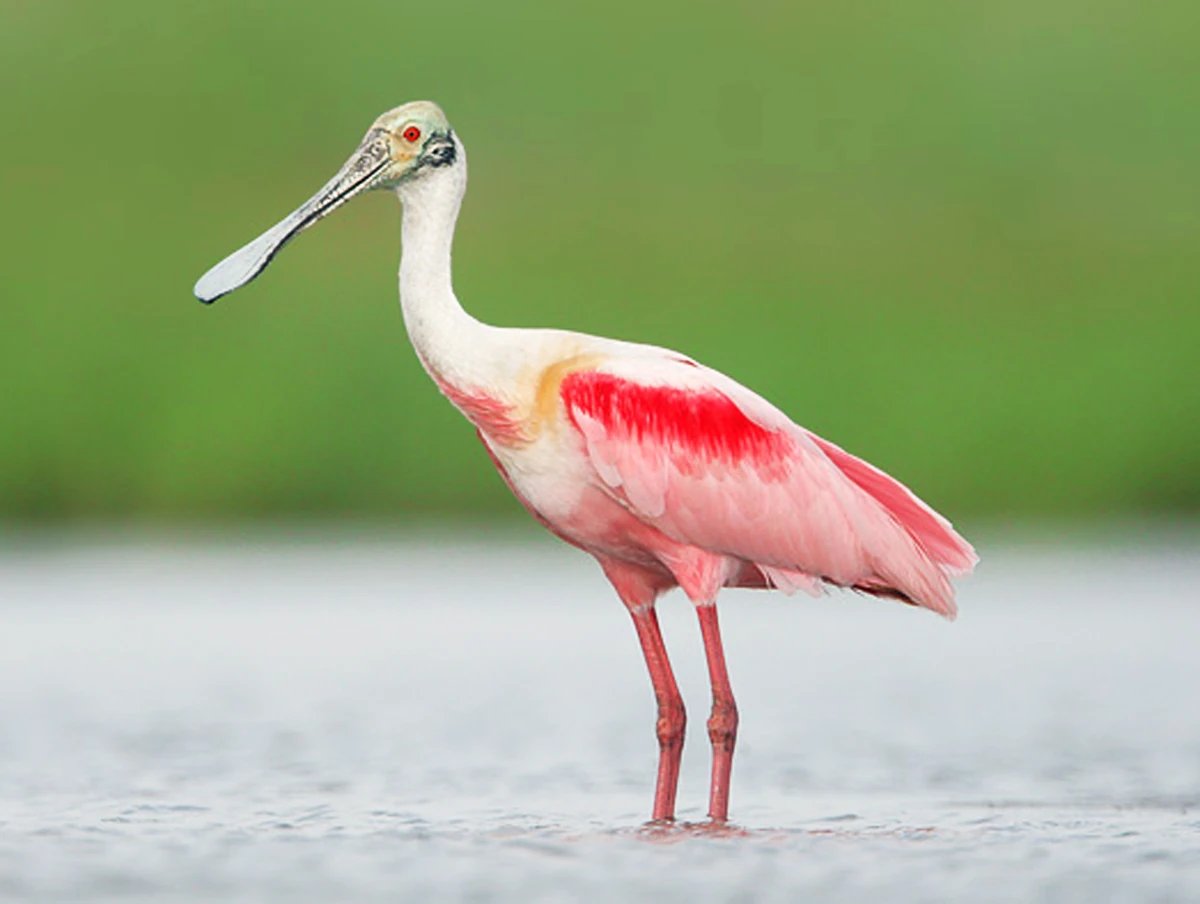 Roseate Spoonbill | Rio Wiki | FANDOM powered by Wikia