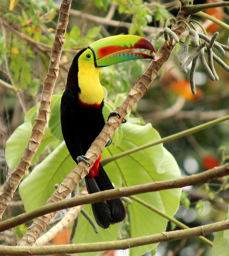 Image - Keel-billed-toucan.jpg | Rio Wiki | FANDOM powered by Wikia