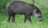 Tapir | Rio Wiki | FANDOM powered by Wikia