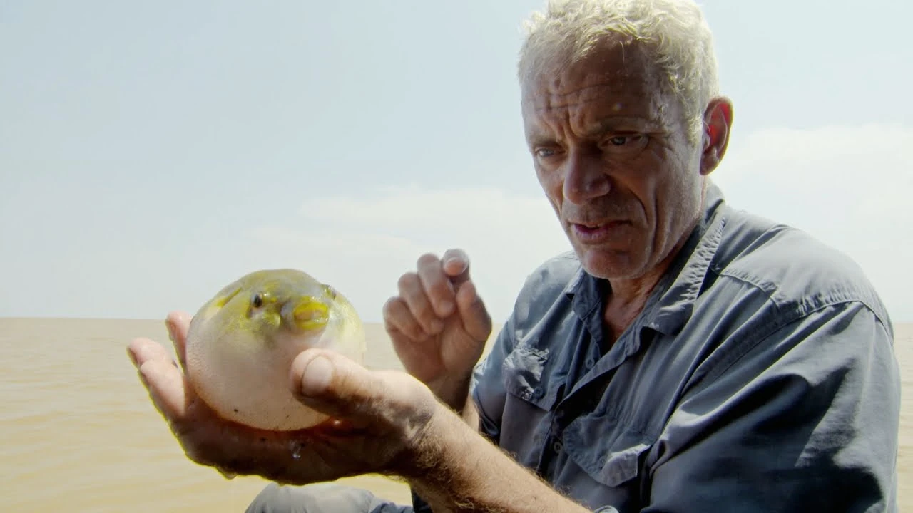 Freshwater Pufferfish | River Monsters Wiki | Fandom