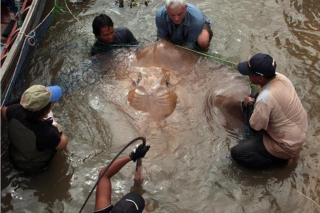 Giant Freshwater Stingray River Monsters Wiki Fandom Powered By Wikia