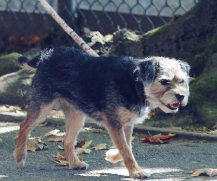 Daisy | Wonder Wiki | FANDOM powered by Wikia