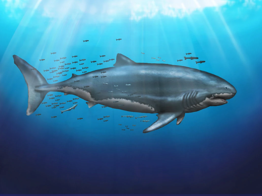 Megalodon | ROBLOX Cenozoic Survival Wiki | Fandom