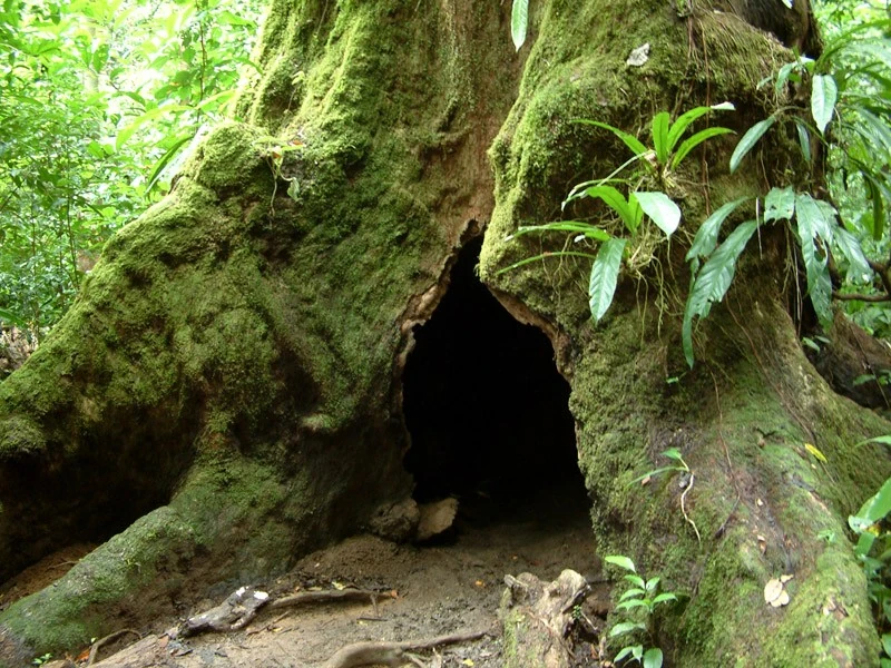 Apprentices Den (ShadowClan) | Roleplay Warrior Cats Wiki | Fandom