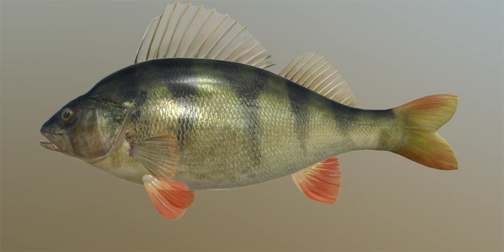Perch | Russian Fishing 4 Wiki | Fandom