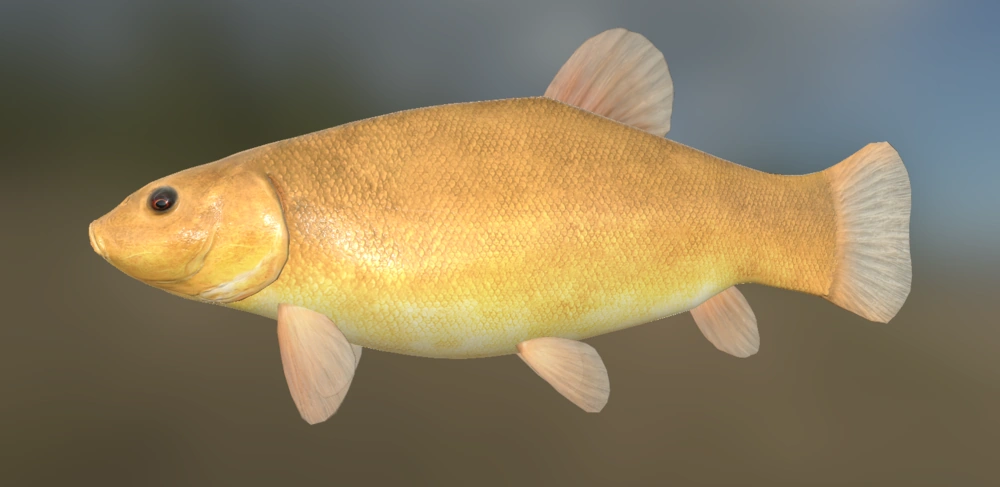 Golden Tench | Russian Fishing 4 Wiki | Fandom