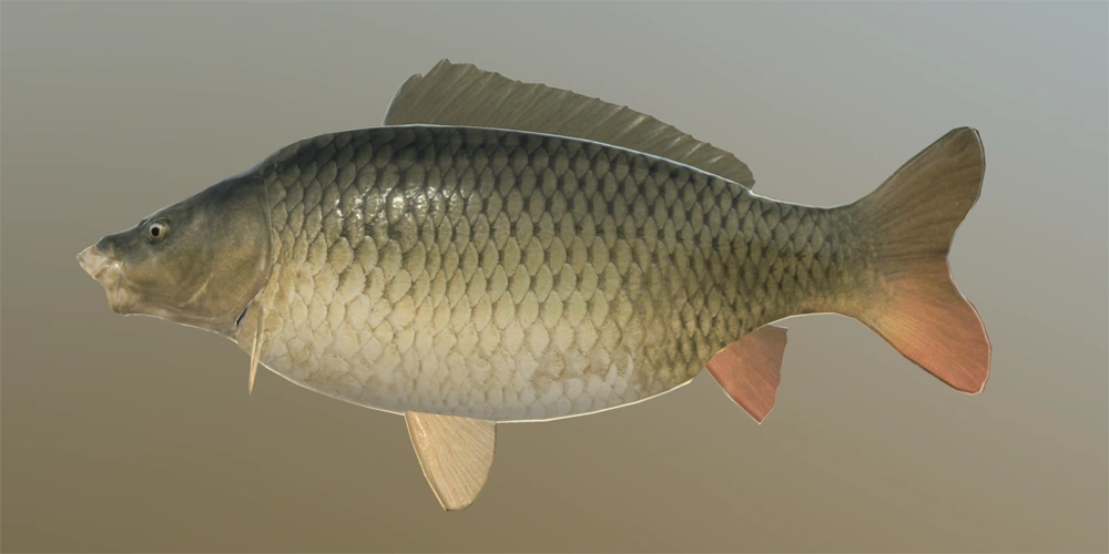 Common Carp | Russian Fishing 4 Wiki | Fandom