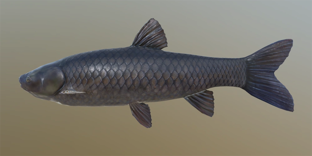 Black Carp | Russian Fishing 4 Wiki | Fandom