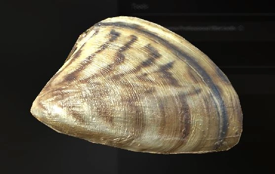 Zebra Mussel | Russian Fishing 4 Wiki | Fandom