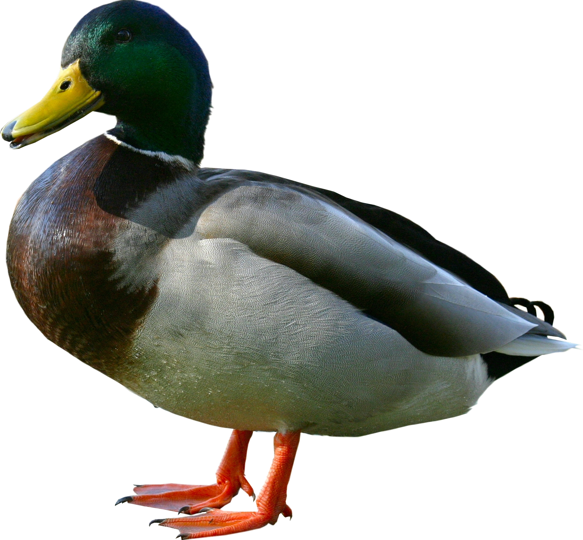 Random duck | Russmarrs2 Rise of Sqeegee Wiki | FANDOM powered by Wikia
