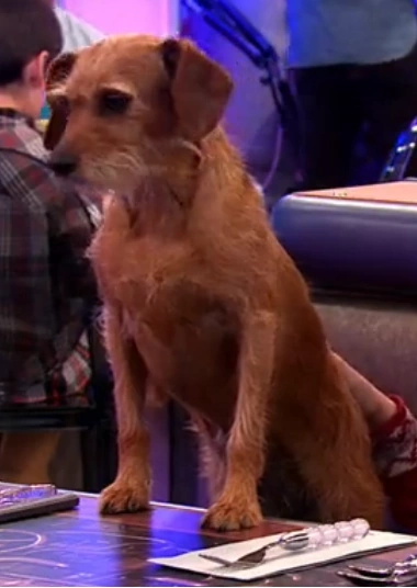 Opee | Wiki Sam & Cat | Fandom