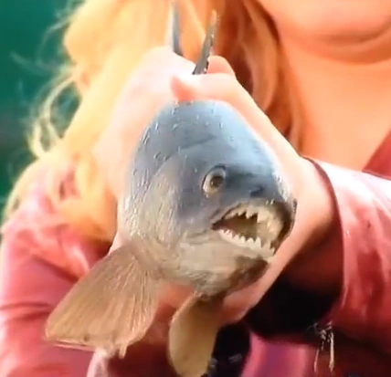 Kansas Razorback Tuna | Sam and Cat Wiki | Fandom