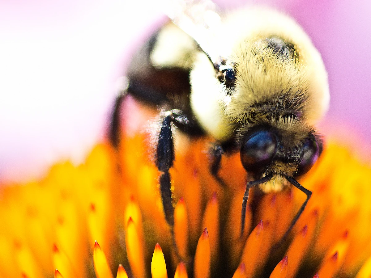 Bumble dating wiki – ragyqafeb6