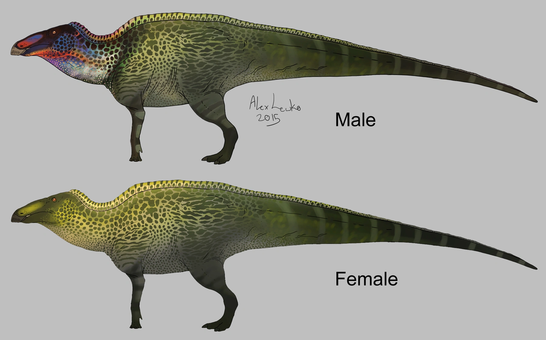 Image - Anatosaurus-gender-concepts.png | Saurian Wikia | FANDOM ...