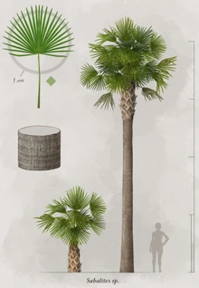 Sabalites sp. | Saurian Wikia | Fandom