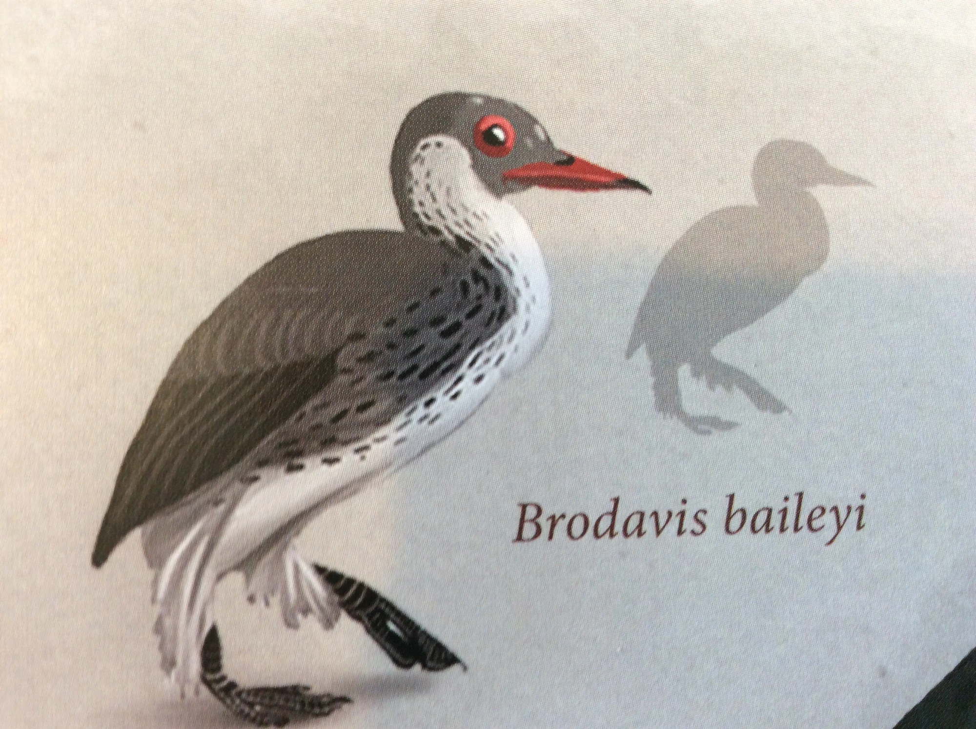 Brodavis | Saurian Wikia | FANDOM powered by Wikia