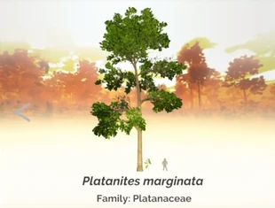 Platanites marginata | Saurian Wikia | Fandom