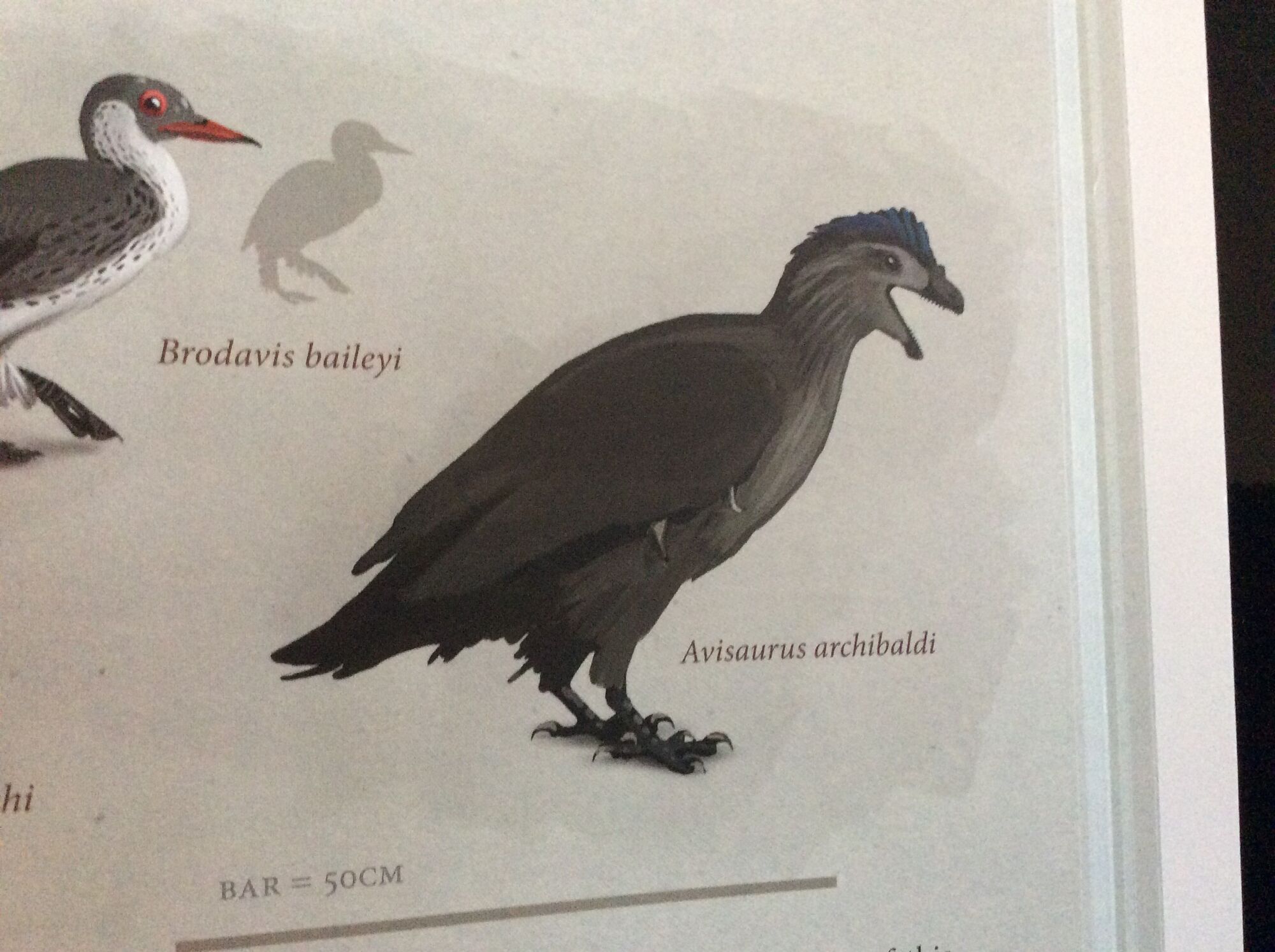 Category:Birds | Saurian Wikia | FANDOM powered by Wikia