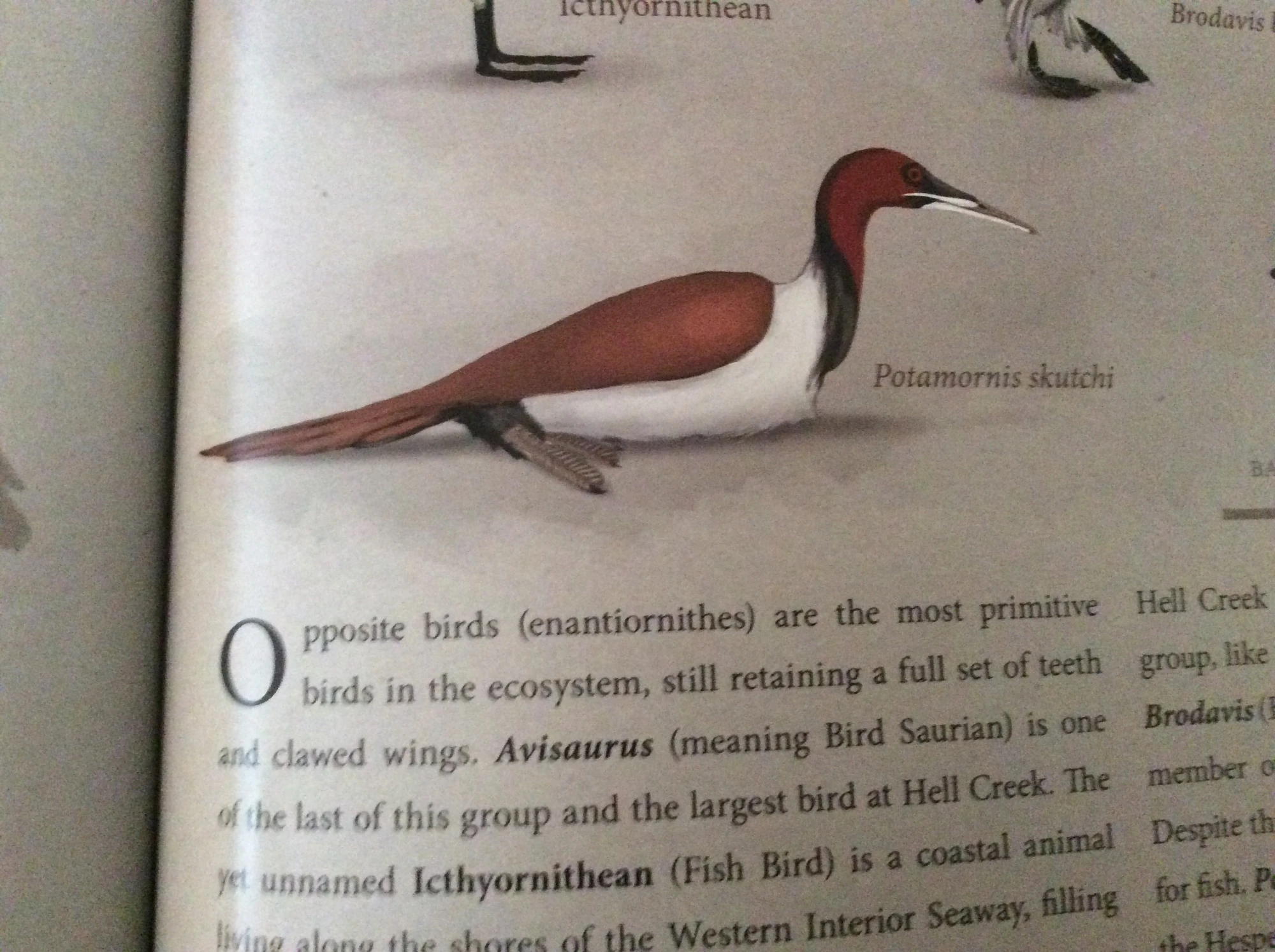 Potamornis | Saurian Wikia | FANDOM powered by Wikia