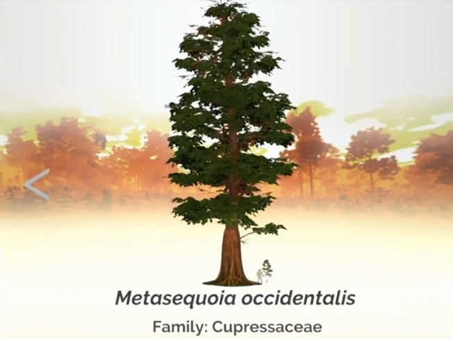 Metasequoia occidentalis | Saurian Wikia | Fandom