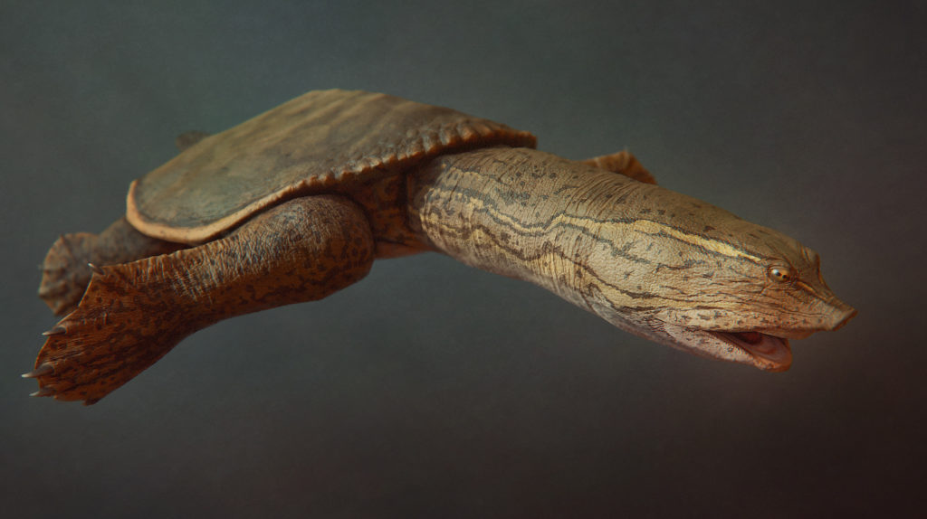 Axestemys | Saurian Wikia | FANDOM powered by Wikia Axestemys | Saurian Wikia | FANDOM powered by Wikia