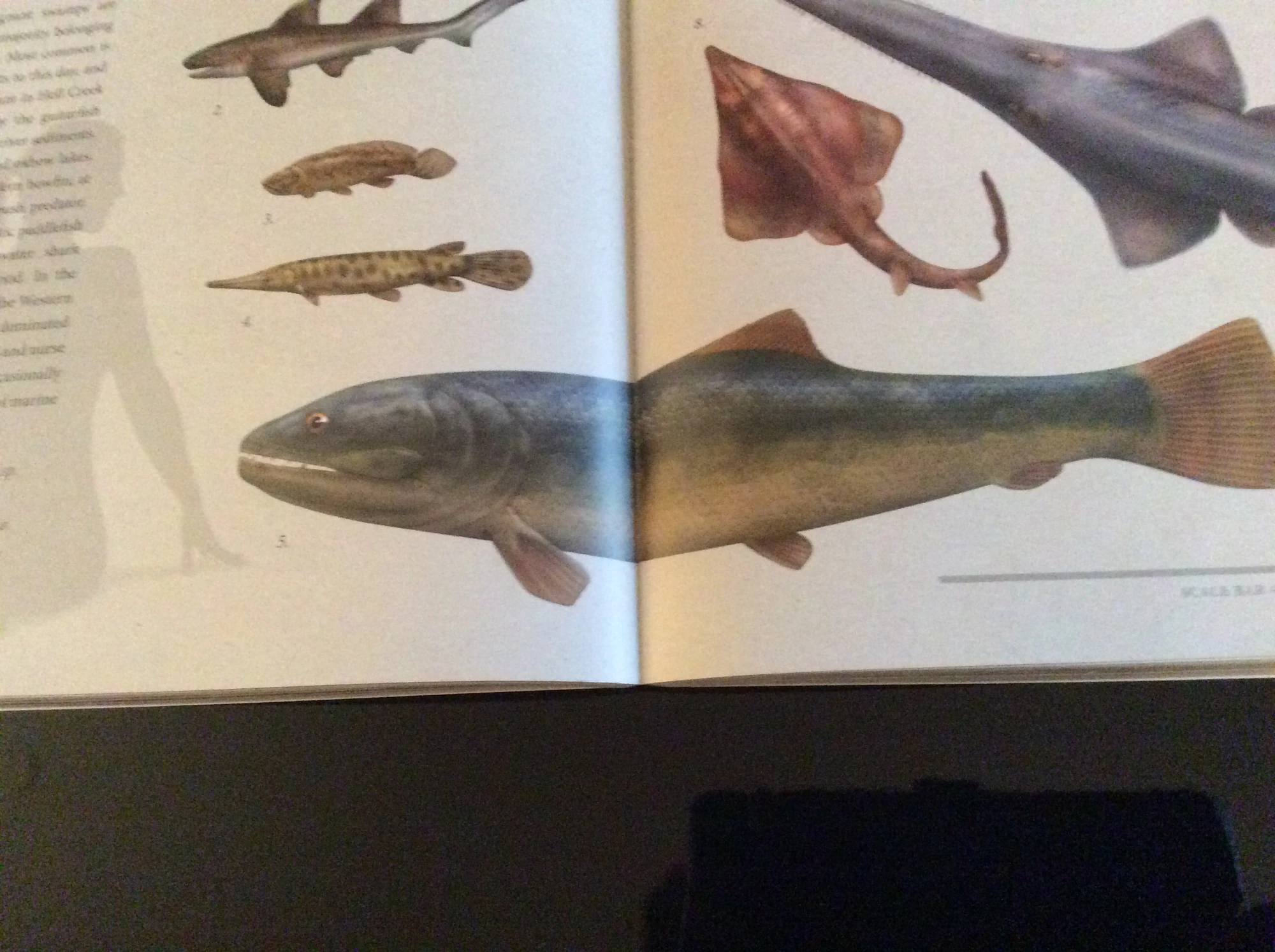 Melvius | Saurian Wikia | FANDOM powered by Wikia