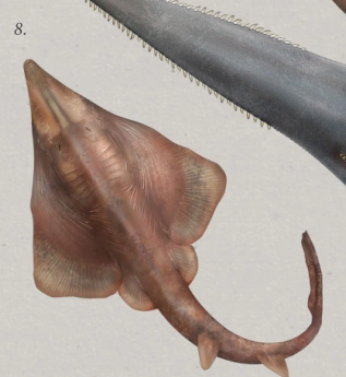 Myledaphus | Saurian Wikia | Fandom