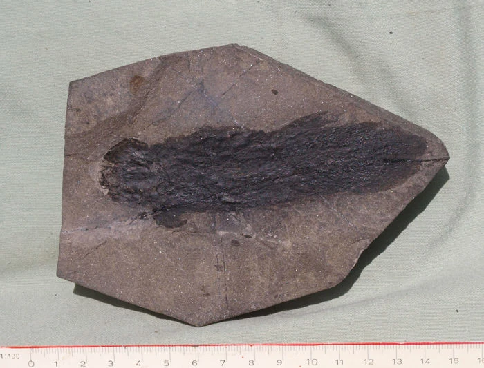 Griphognathus | Sauropedia Wiki | Fandom