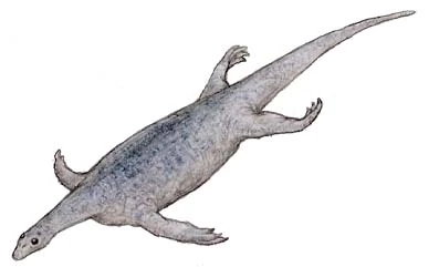 Pachypleurosaurus | Sauropedia Wiki | Fandom