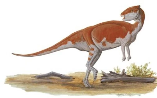 Goyocephale | Sauropedia Wiki | Fandom