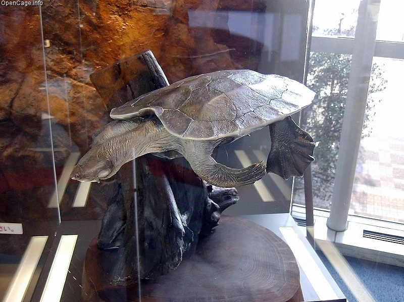 Stupendemys | Sauropedia Wiki | Fandom