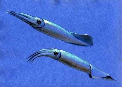 Belemnitida | Sauropedia Wiki | Fandom